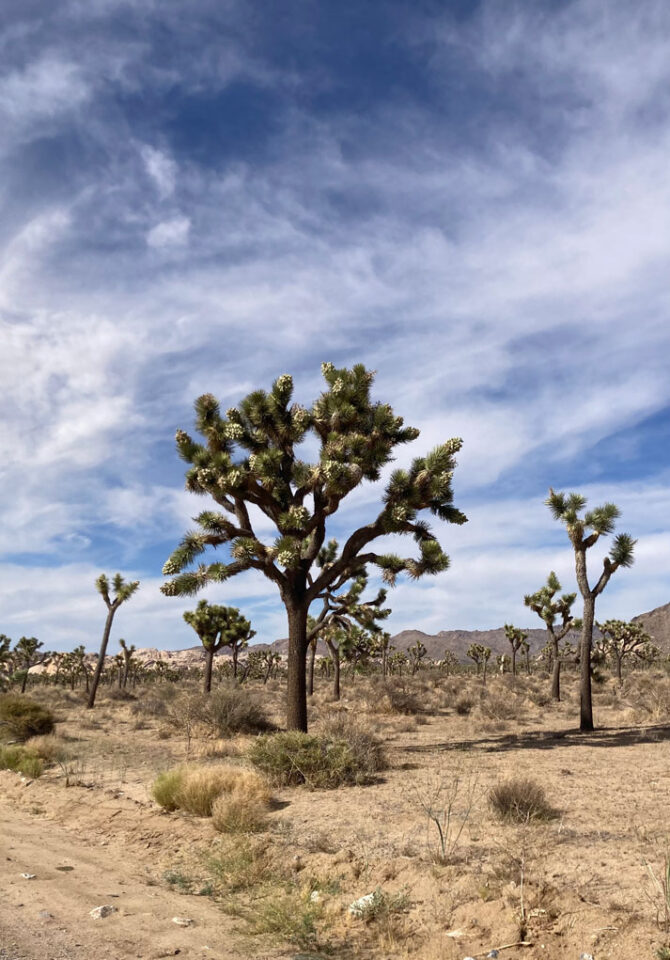 Glamping in Joshua Tree National Park with a Baby